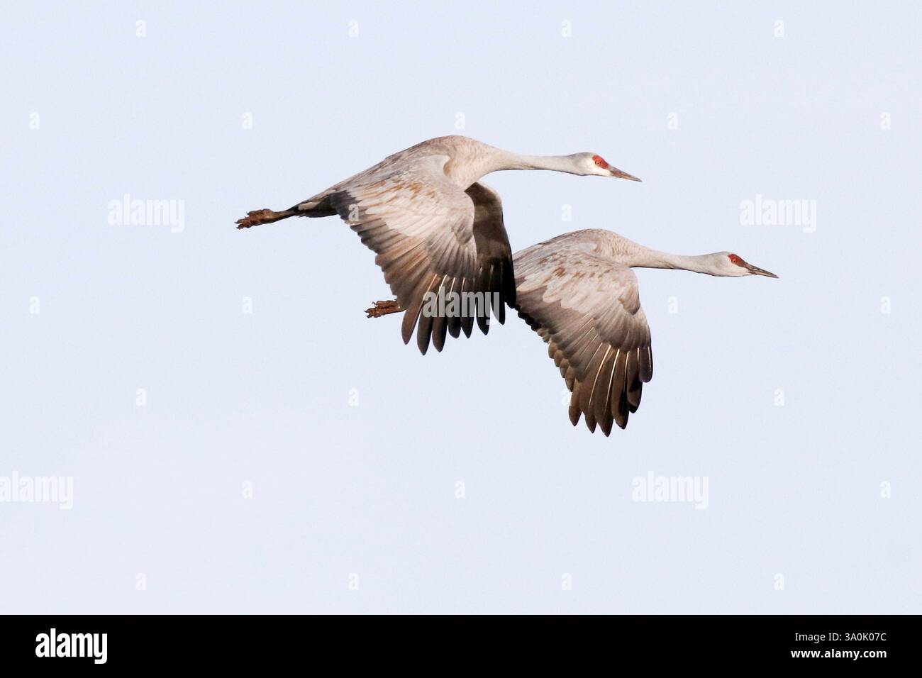 Mc Neal, USA. 29th Jan, 2024. The Sandhill crane migration at ...