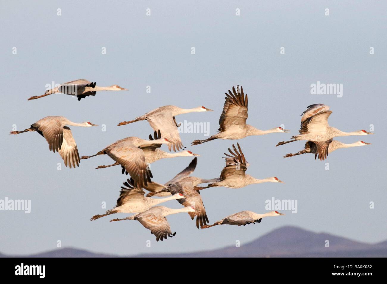 Mc Neal, USA. 29th Jan, 2024. The Sandhill crane migration at ...