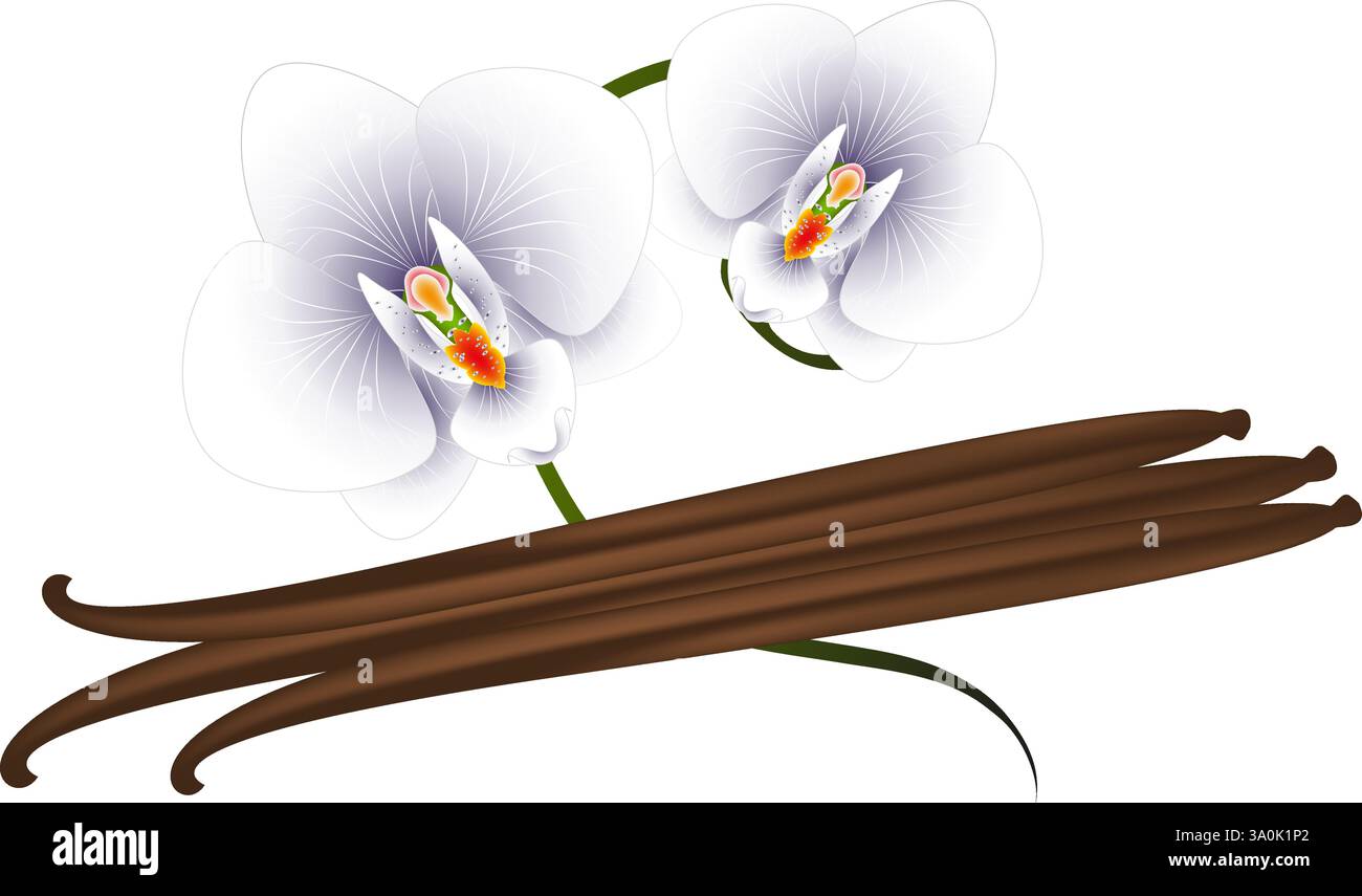Vanilla pods and orchids isolated on white background Stock Vector ...