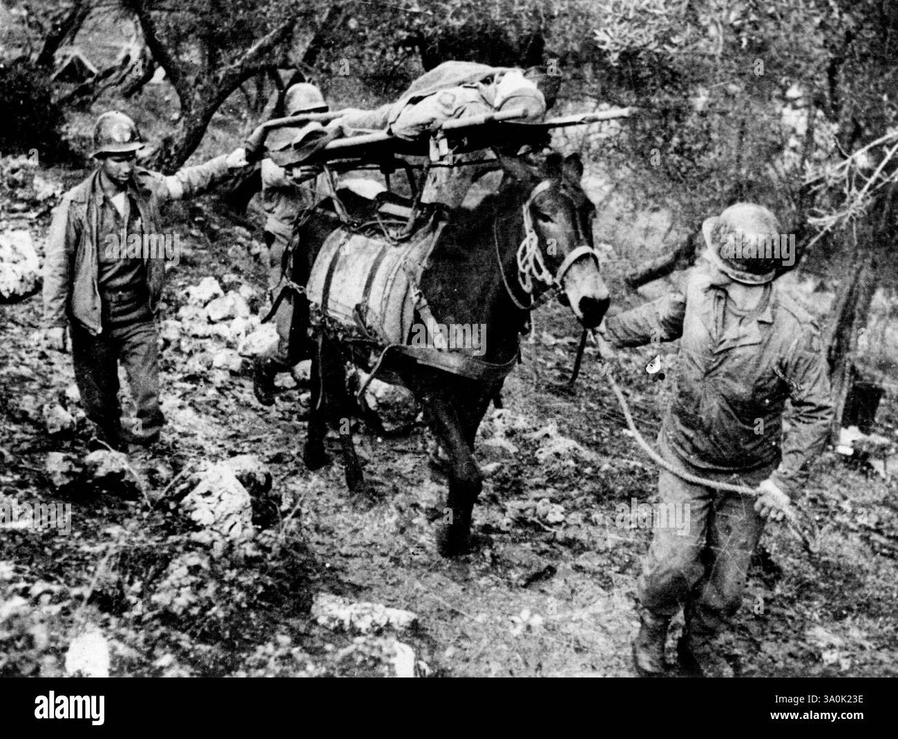 Mule Trains Supply Yank Soldiers On Italian Front -- On the trip down ...