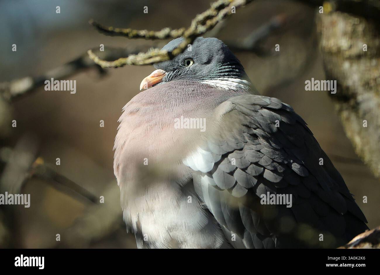 04.03.2025, Tierwelt in Muenchen, im Bild: Ringtaube *** 04 03 2025 ...