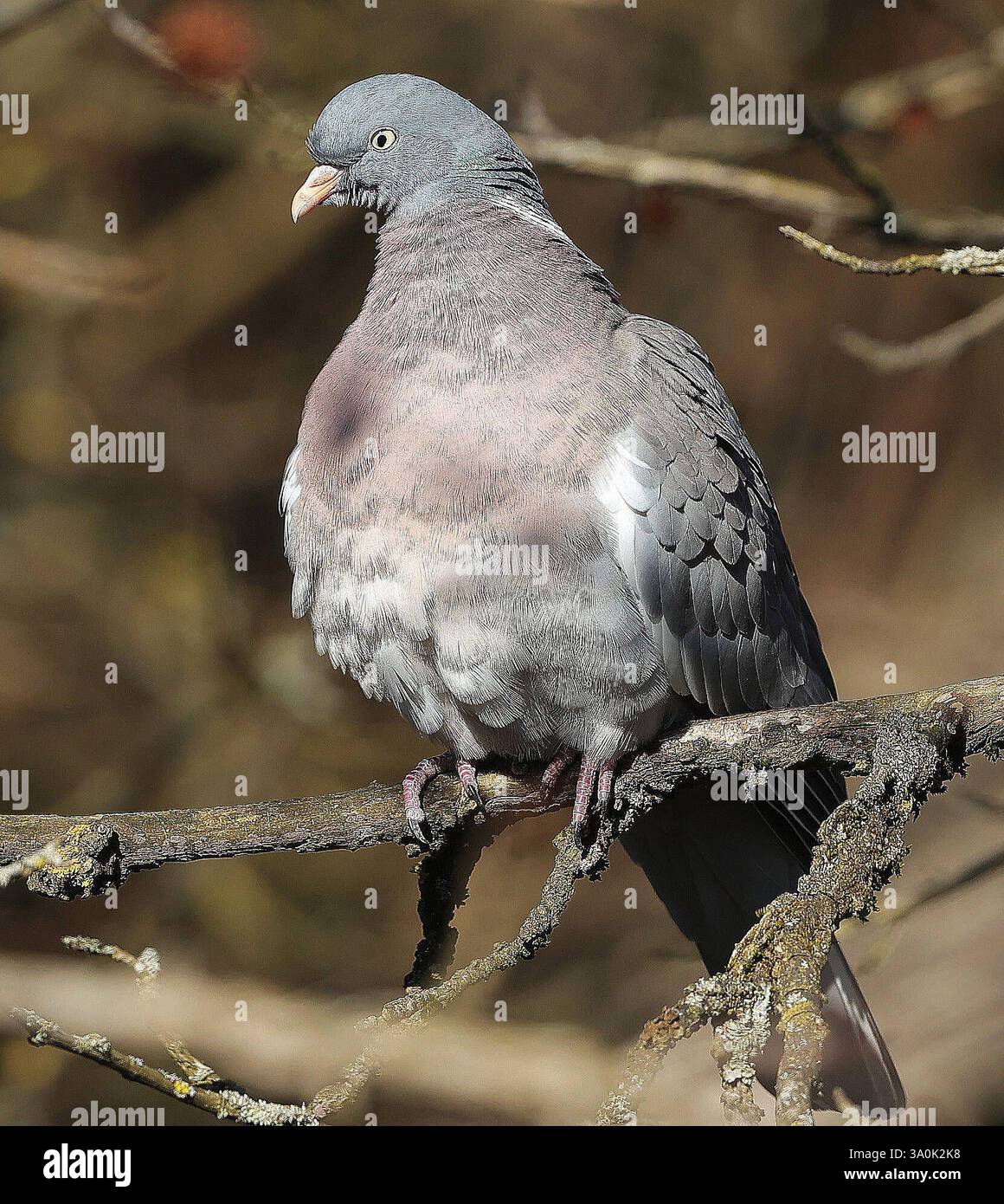 04.03.2025, Tierwelt in Muenchen, im Bild: Ringtaube *** 04 03 2025 ...