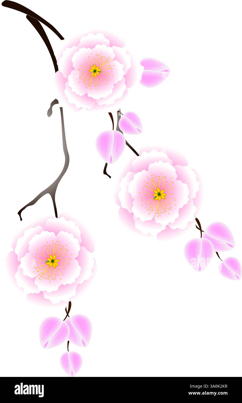 Japanese cherry blossom season Stock Vector Images - Alamy