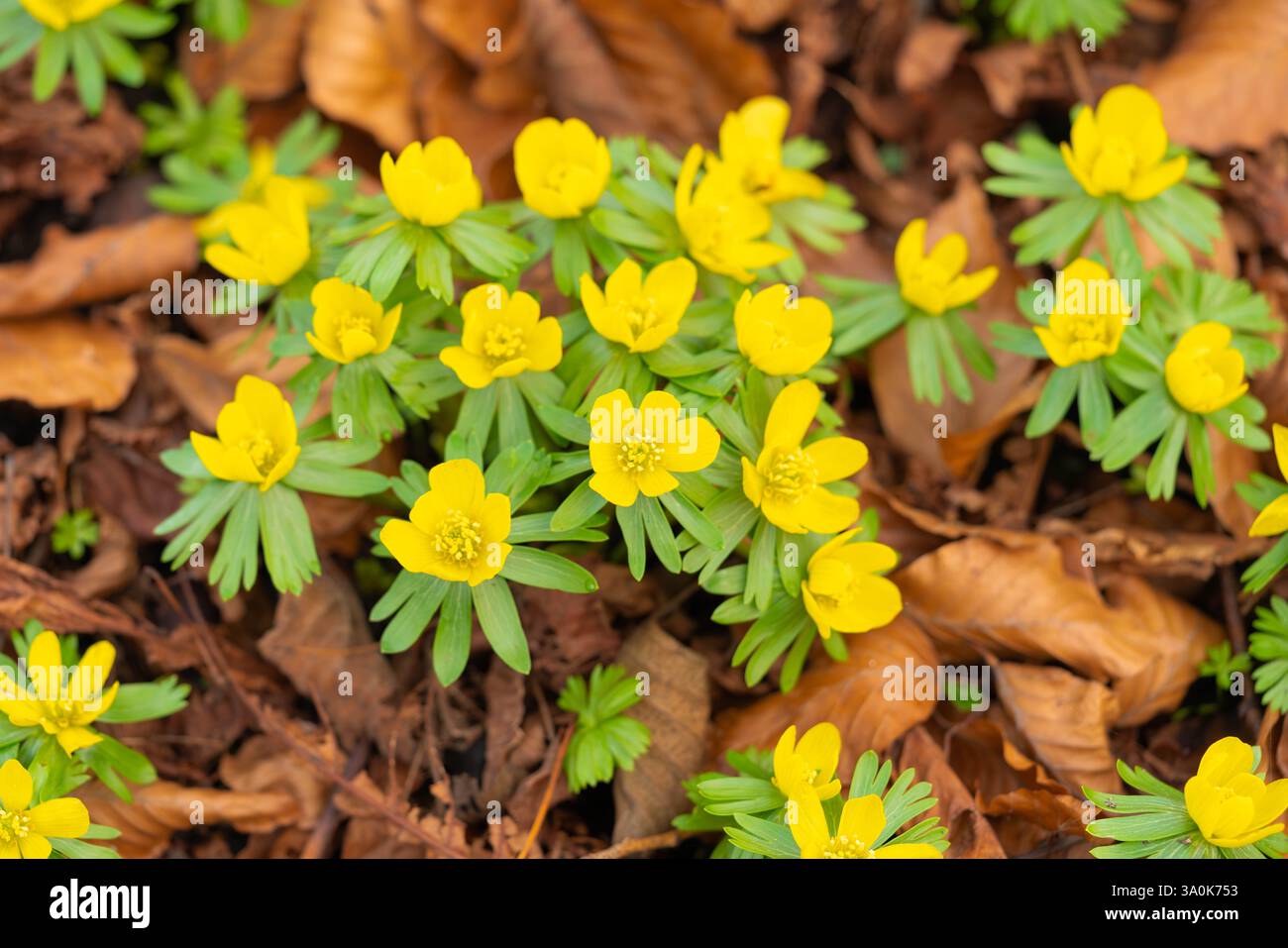 Eranthis hyemalis, winter aconite, buttercup, Ranunculaceae, woodland ...