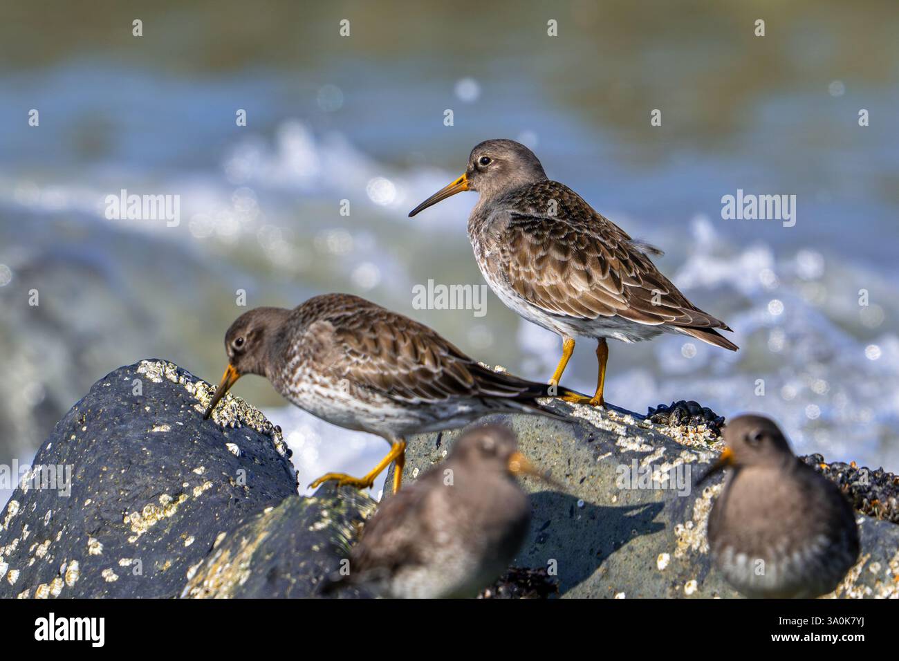 Rocks on the zeeland coast of the netherlands hi-res stock photography ...