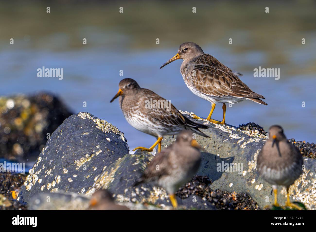 Rocks on the zeeland coast of the netherlands hi-res stock photography ...