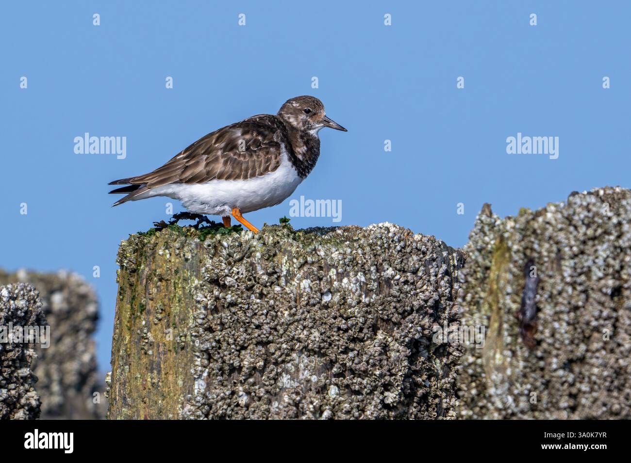 Ruddy turnstone (Arenaria interpres) in non-breeding plumage (March ...