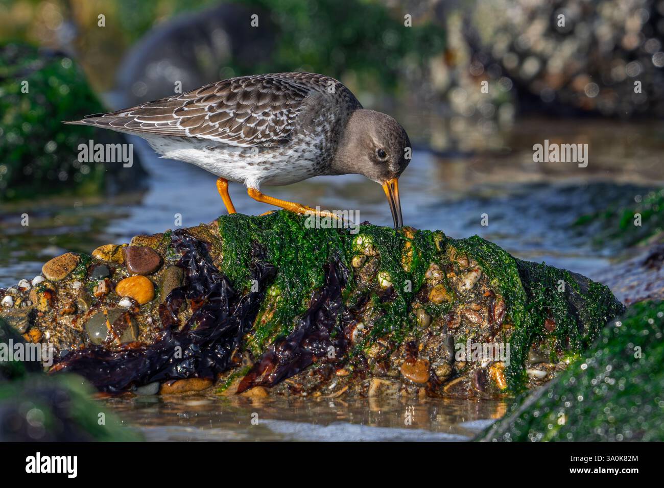 Rocks on the zeeland coast of the netherlands hi-res stock photography ...