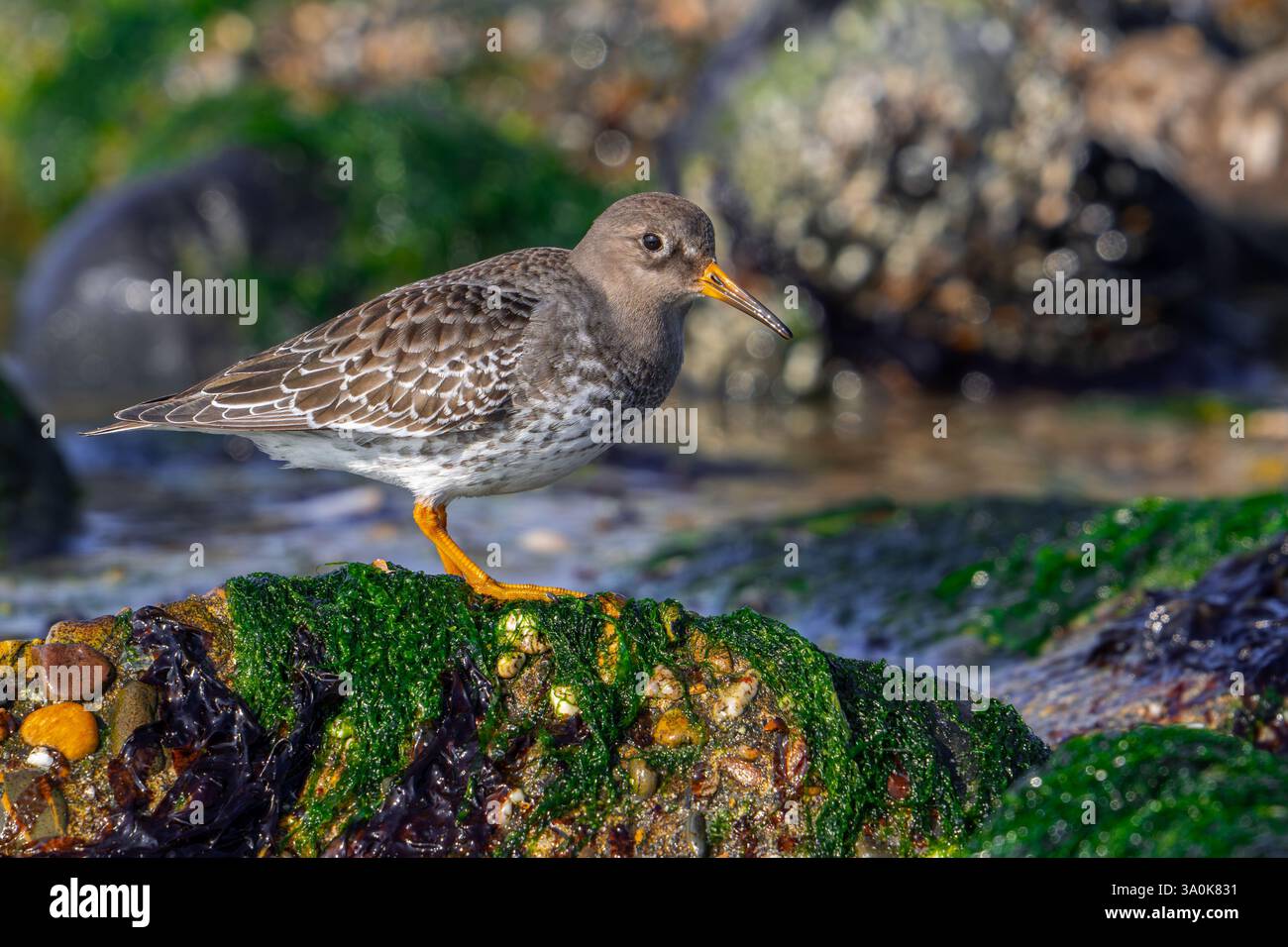 Rocks on the zeeland coast of the netherlands hi-res stock photography ...