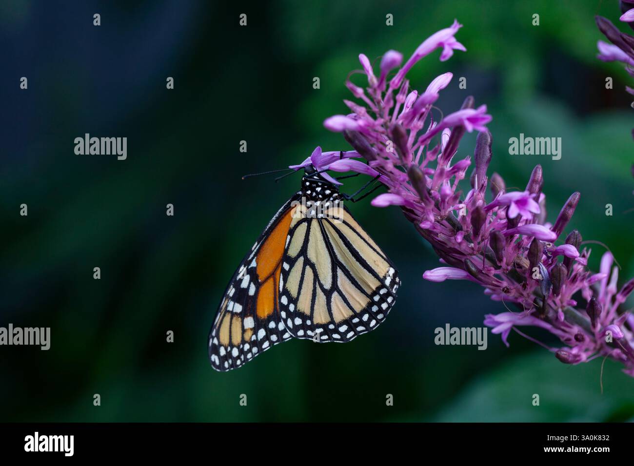 Monarch butterflies iconic species hi-res stock photography and images ...