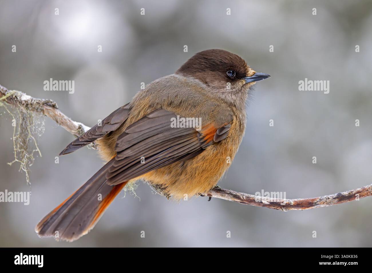 Siberian jay (Perisoreus infaustus / Corvus infaustus) perched in tree ...