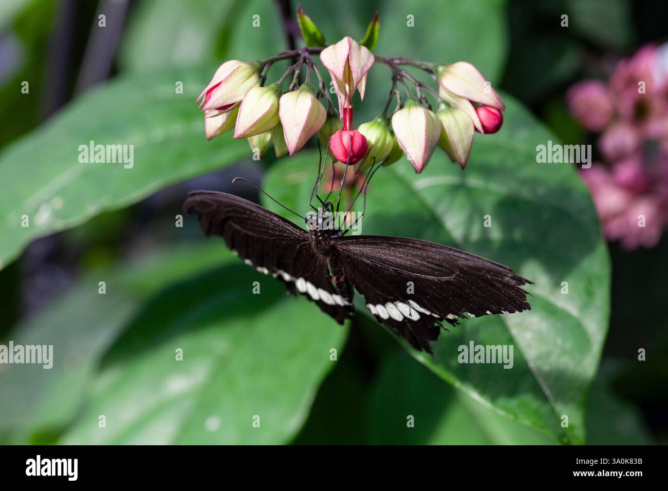 Common Mormon, Papilio polytes, butterfly on a flower at Montreal ...