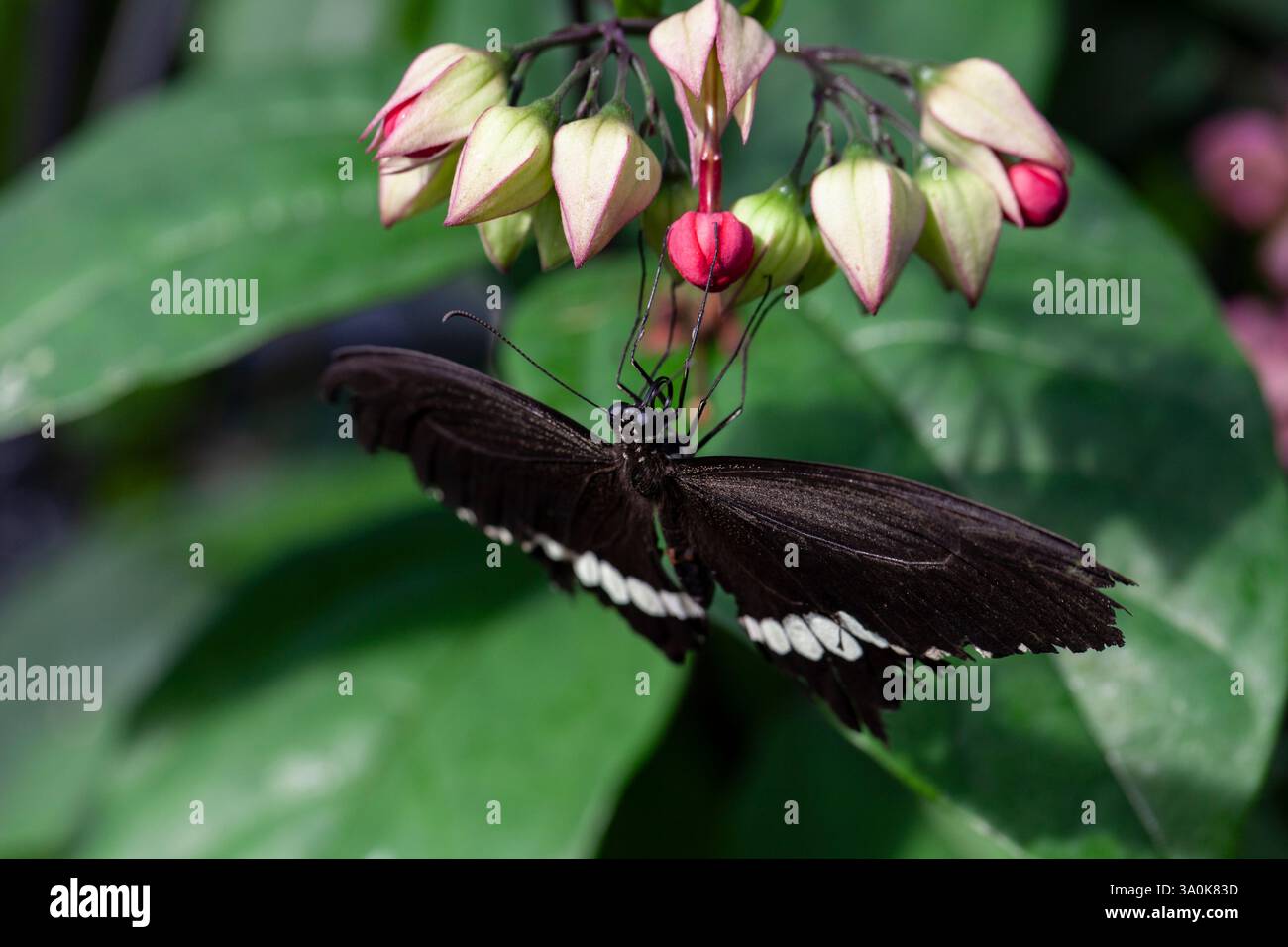 Common Mormon, Papilio polytes, butterfly on a flower at Montreal ...