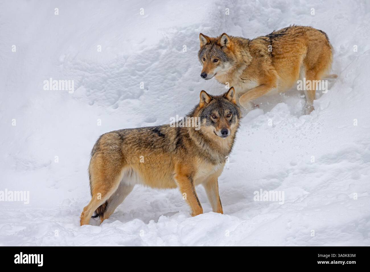 Wolves snow hi-res stock photography and images - Alamy