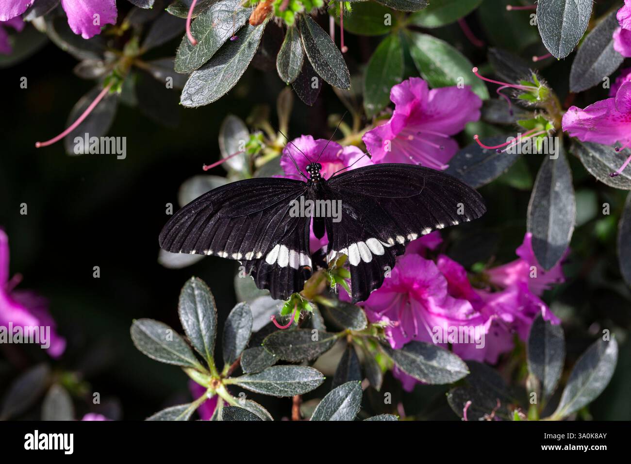 Common Mormon, Papilio polytes, butterfly on a flower at Montreal ...