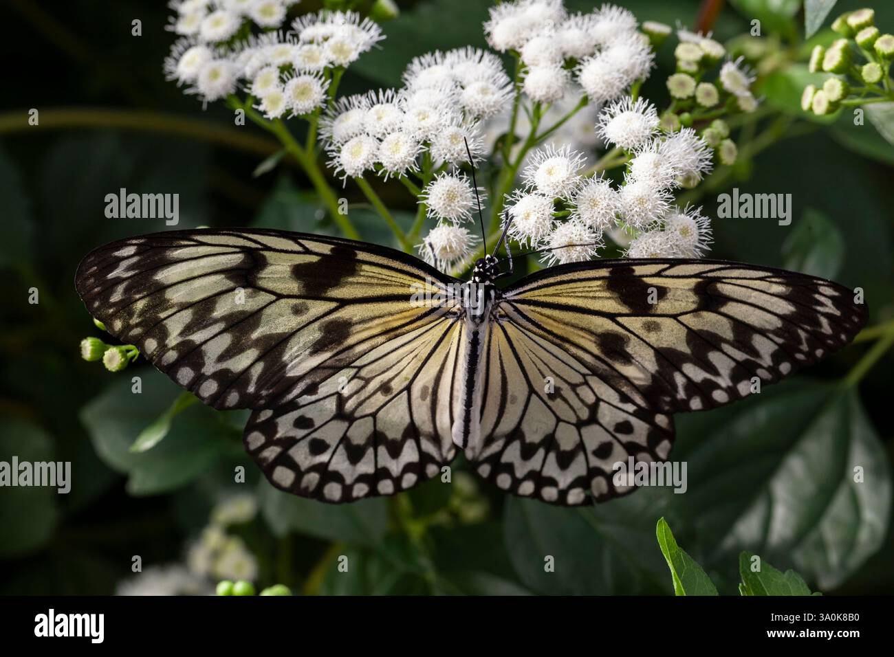Rice paper butterfly, Idea Leuconone, feeding on a bunch of white ...
