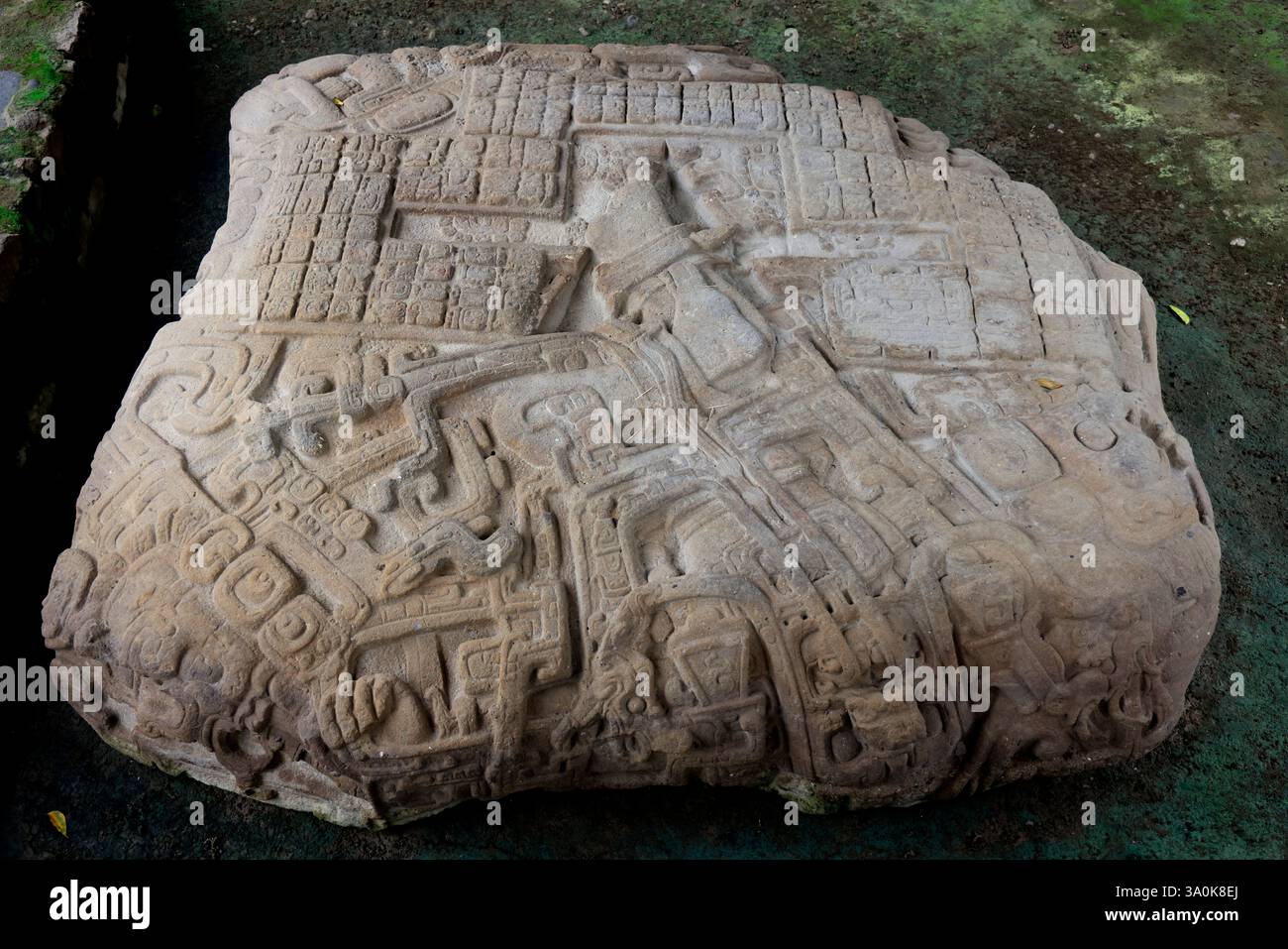 Mayan Stele at Quirigua Site, Guatemala Stock Photo - Alamy