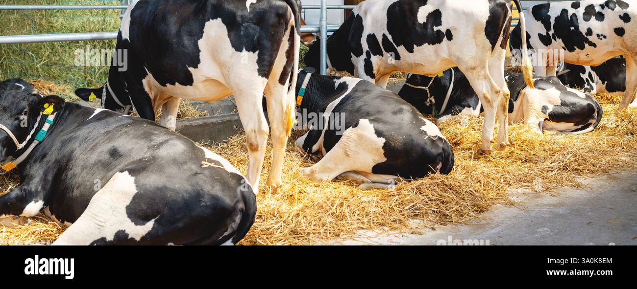 Holstein Friesian cows inside the barn Stock Photo - Alamy