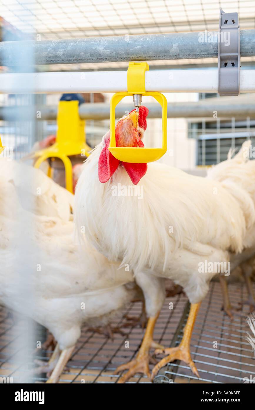 DeKalb White hen drinking water from a dispenser on a poultry farm ...
