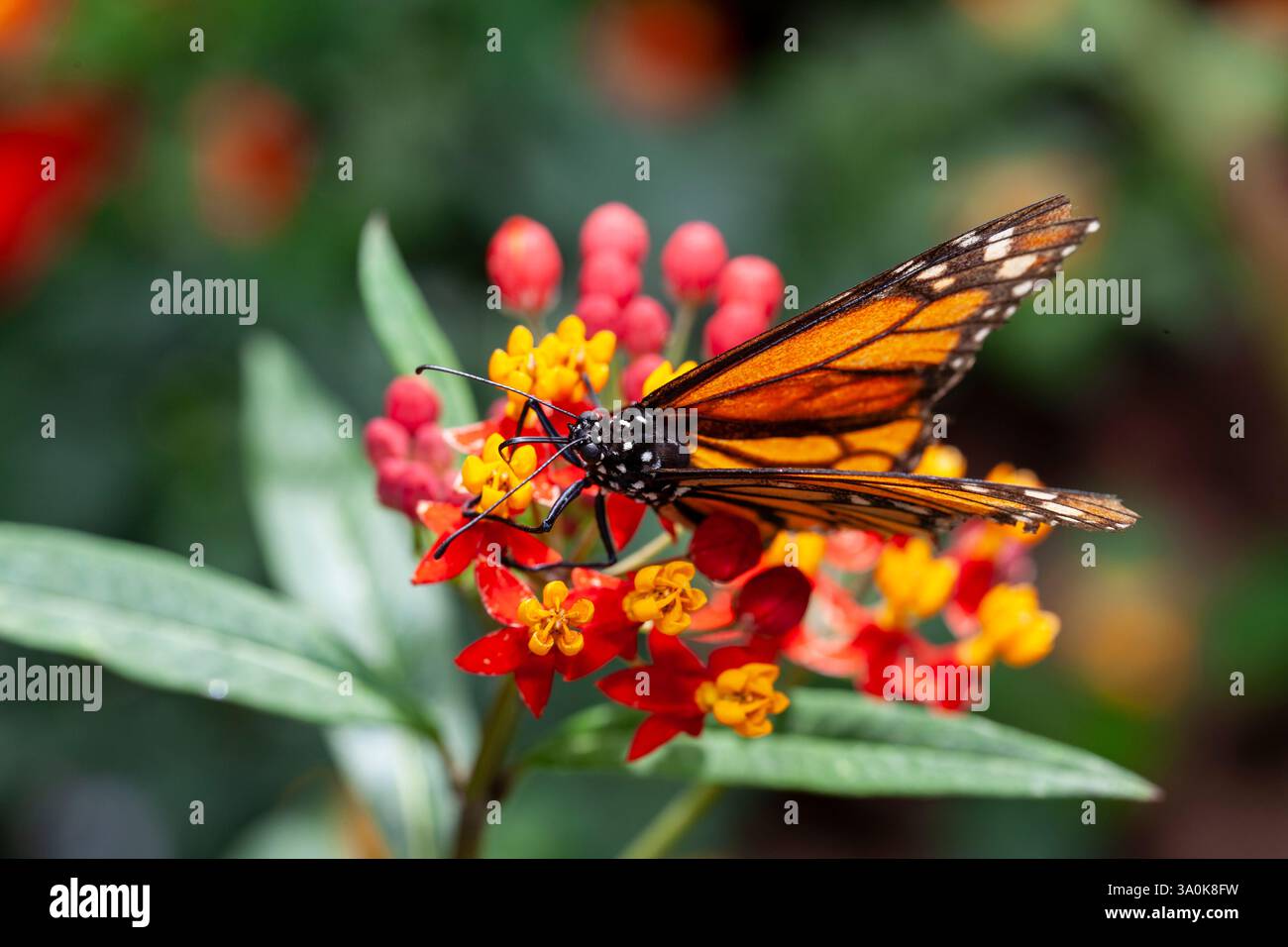 Monarch butterflies iconic species hi-res stock photography and images ...
