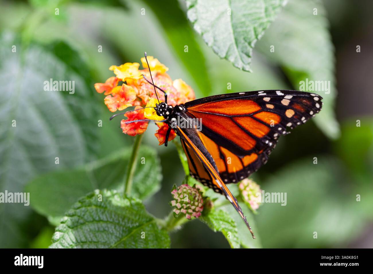 Monarch, butterfly, Danaus plexippus, feeding on flower Stock Photo - Alamy
