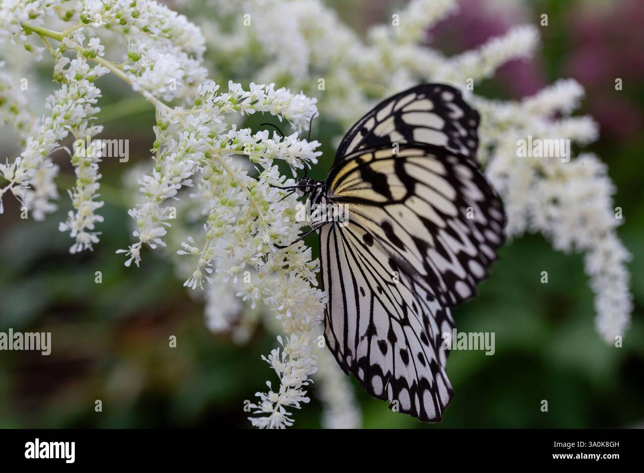 Rice paper butterfly feeeding on flower at Newfoundland insectarium ...