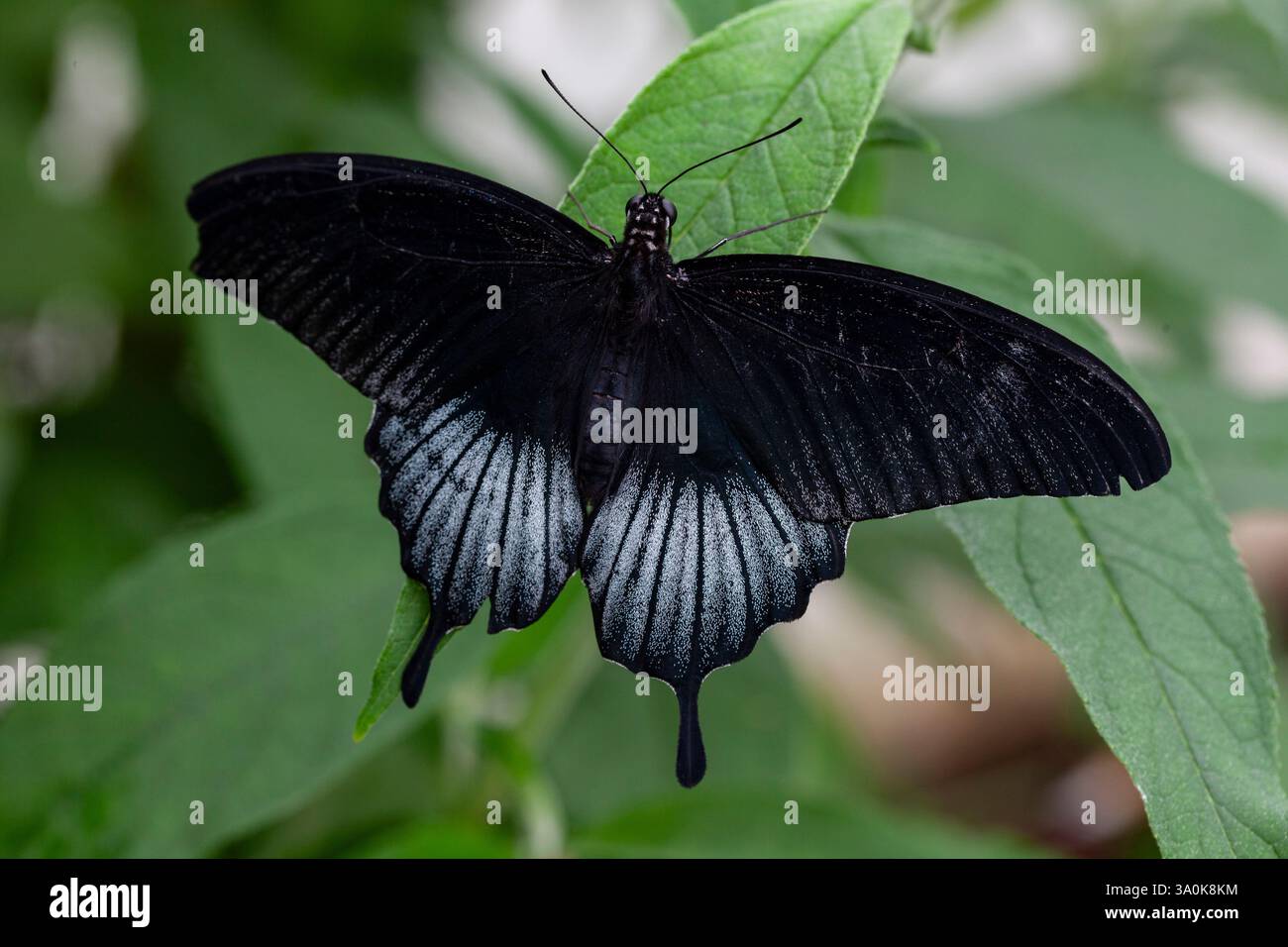 Great mormon butterfly wings wide hi-res stock photography and images ...