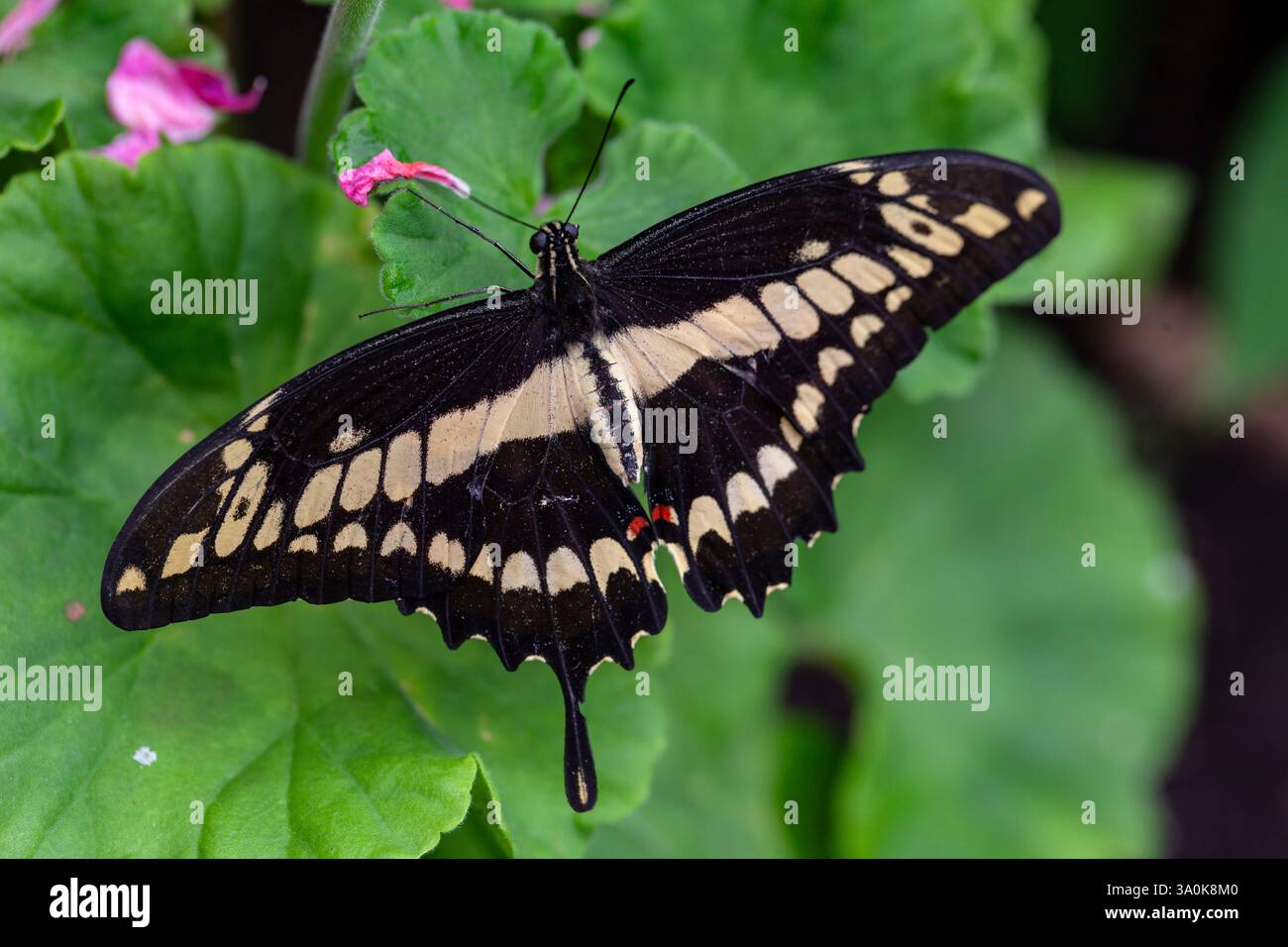 giant swallowtail, Papilio cresphontes, butterfly on leaf at ...