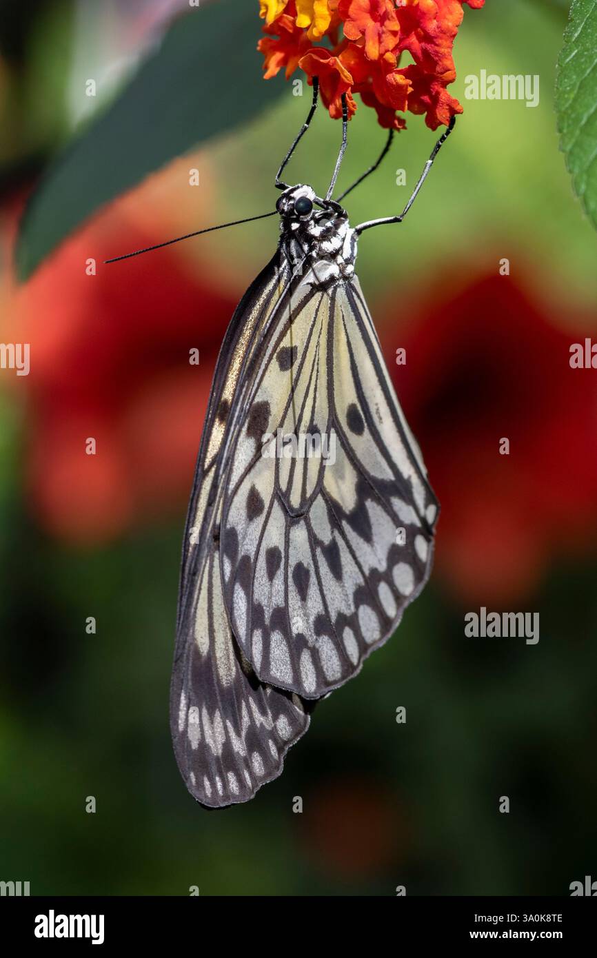 Rice paper butterfly feeeding on flower at Botanical Gardens, Montreal ...