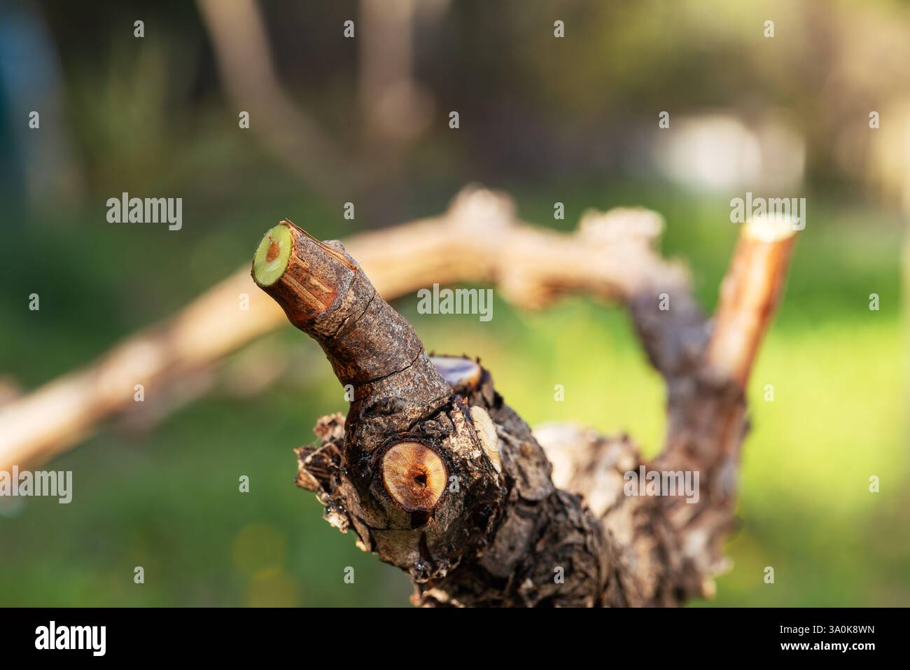 Vine branches wet sap comes hi-res stock photography and images - Alamy