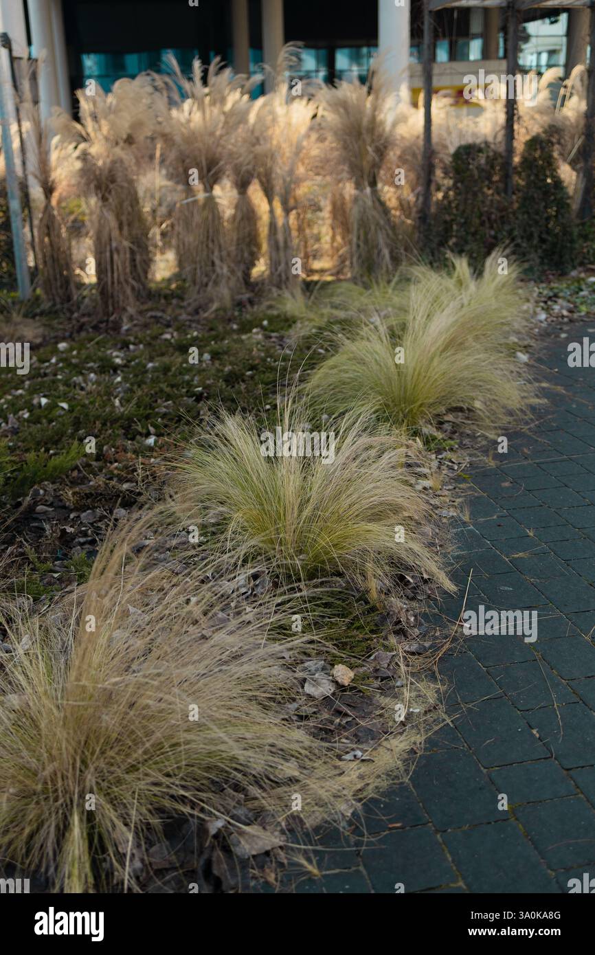 Limestone path separates borders hakonechloa hi-res stock photography ...