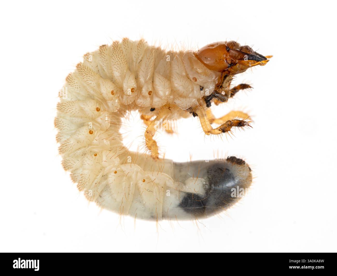 Close-up of the larva (grub) of an invasive European chafer beetle (Amphimallon majale ...