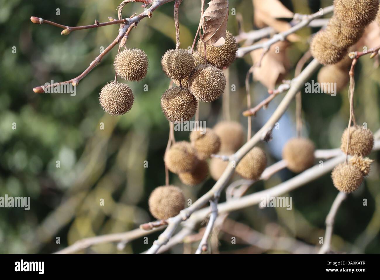 huge Fruits on a very old Plane tree Stock Photo - Alamy