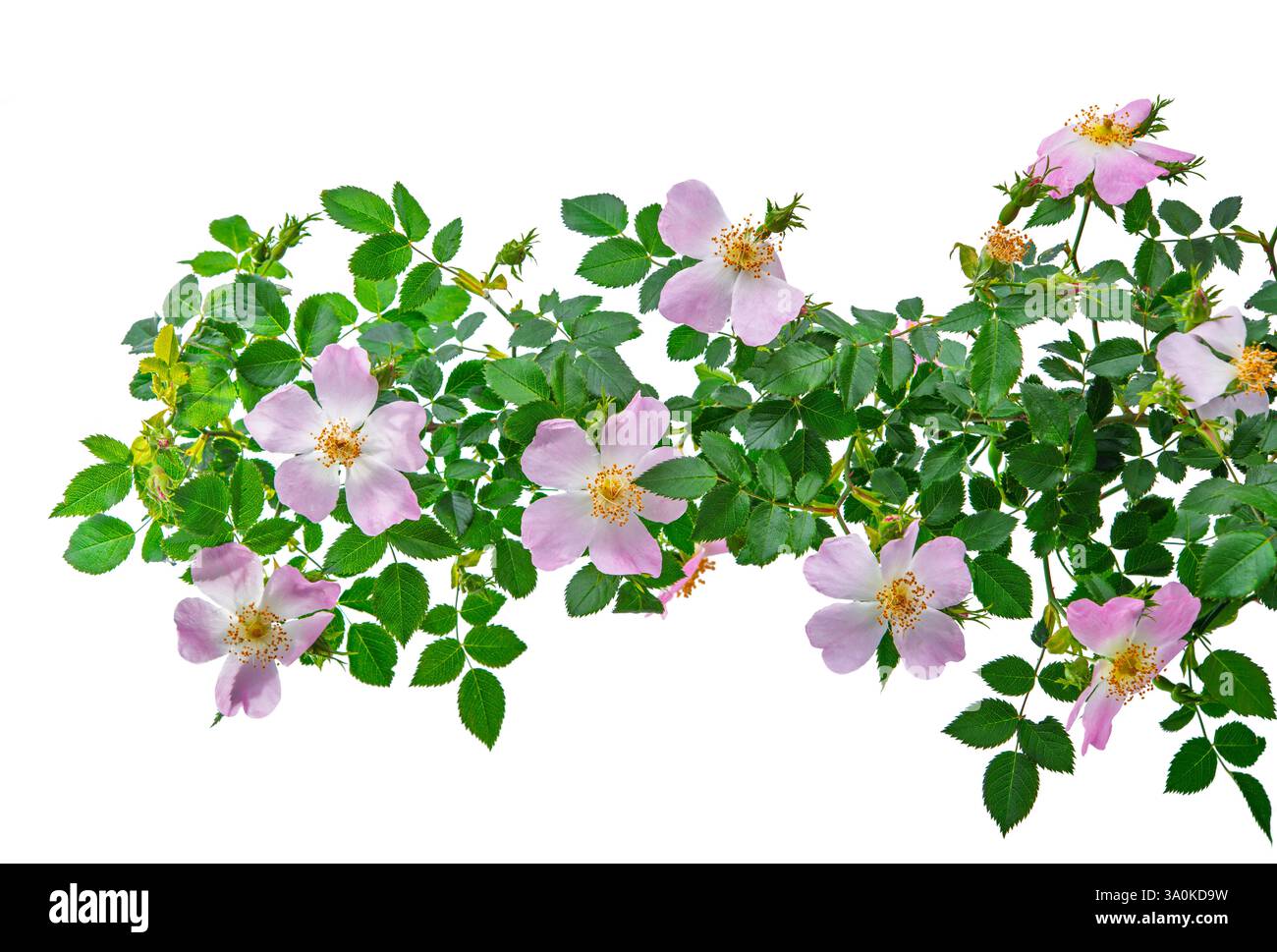 branch with rose hip flowers isolated on white background Stock Photo ...