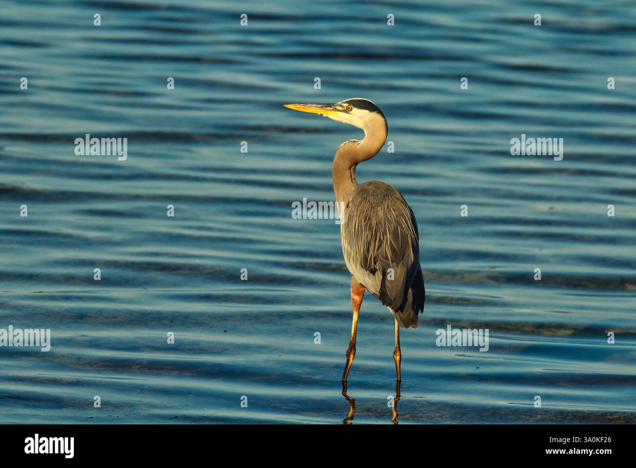 A tall heron stands gracefully in shallow water, its long legs and ...