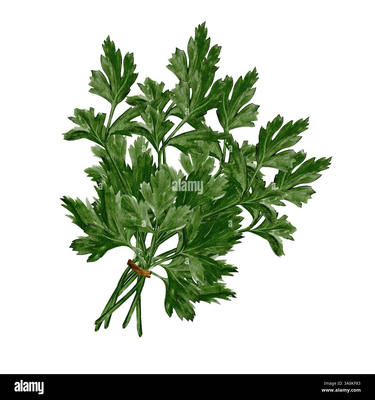bunch of parsley. Kenza or corendar. Useful seasoning and plant ...