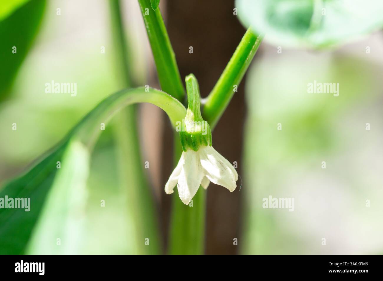 Paprika vegetable blossom hi-res stock photography and images - Alamy