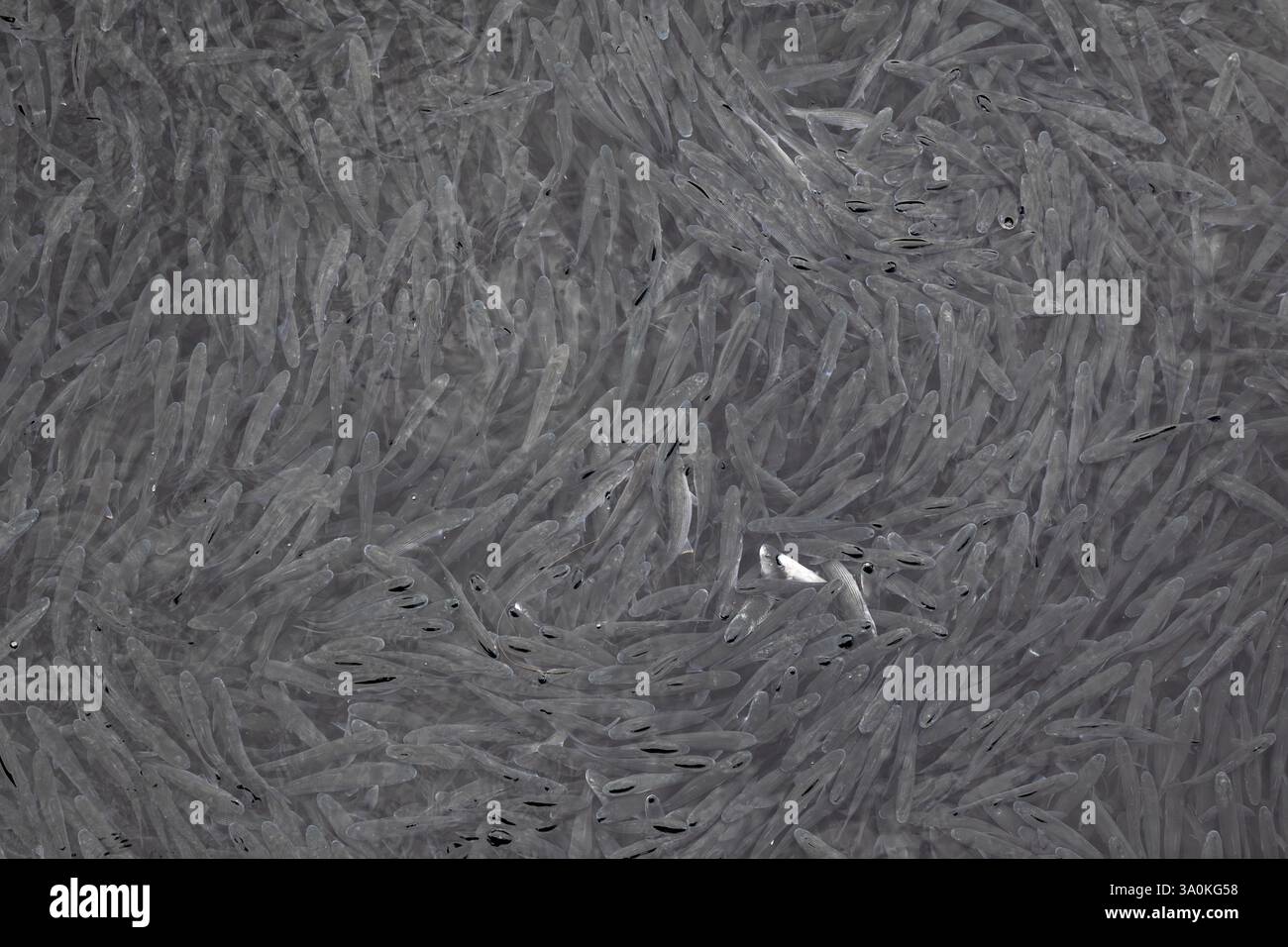 Ilaria fish hi-res stock photography and images - Alamy