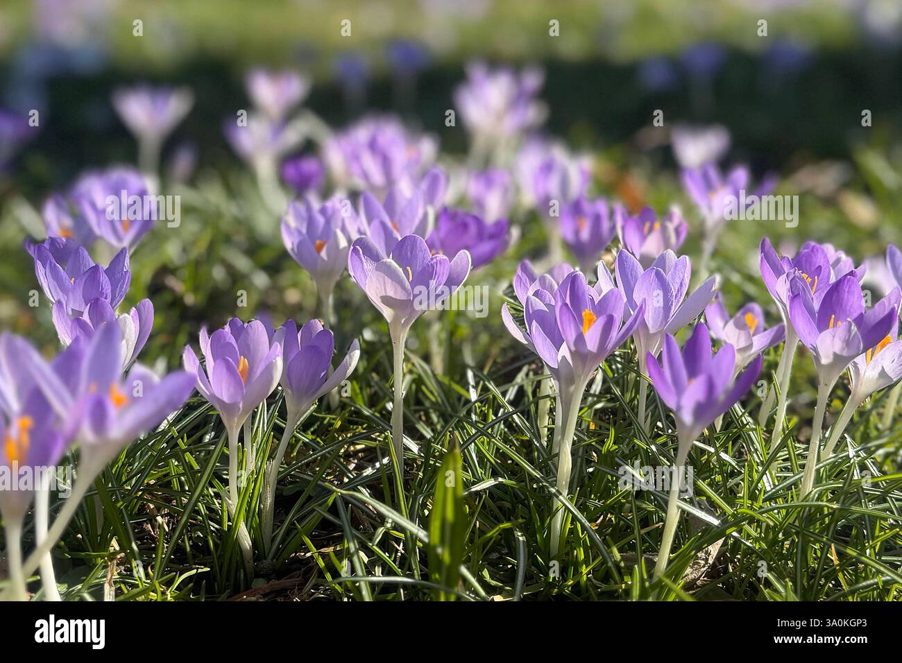 Wetterbild:Krokusse bluehen auf einer Wiese in Muenchen. *** Weather ...