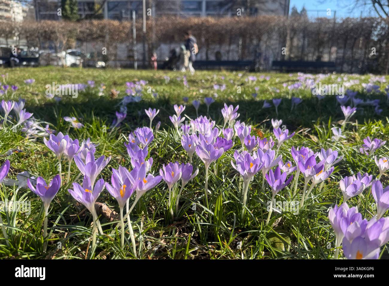 Wetterbild:Krokusse bluehen auf einer Wiese in Muenchen. *** Weather ...