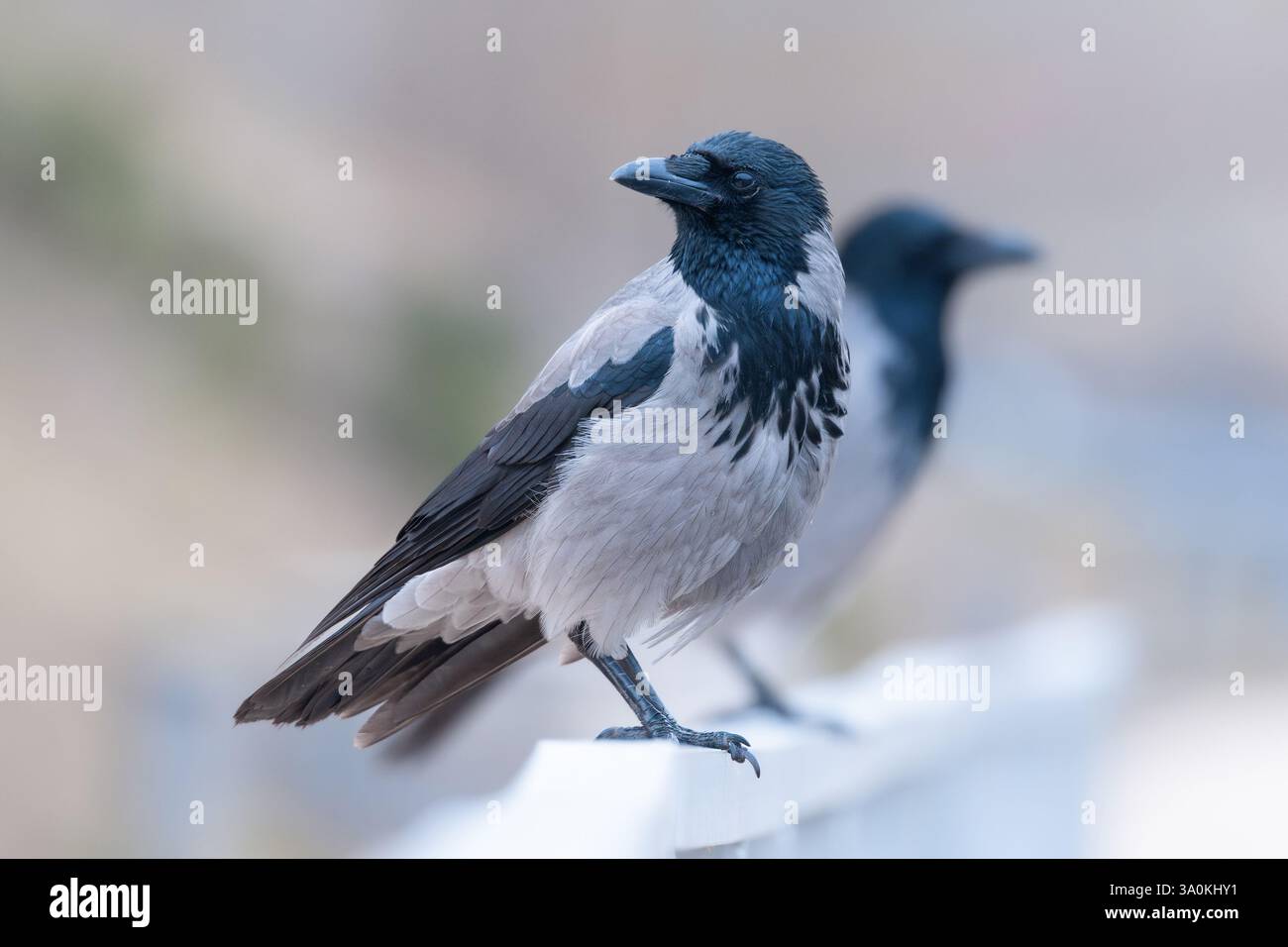 hooded crow over out of focus background (Corvus corone cornix), bird ...