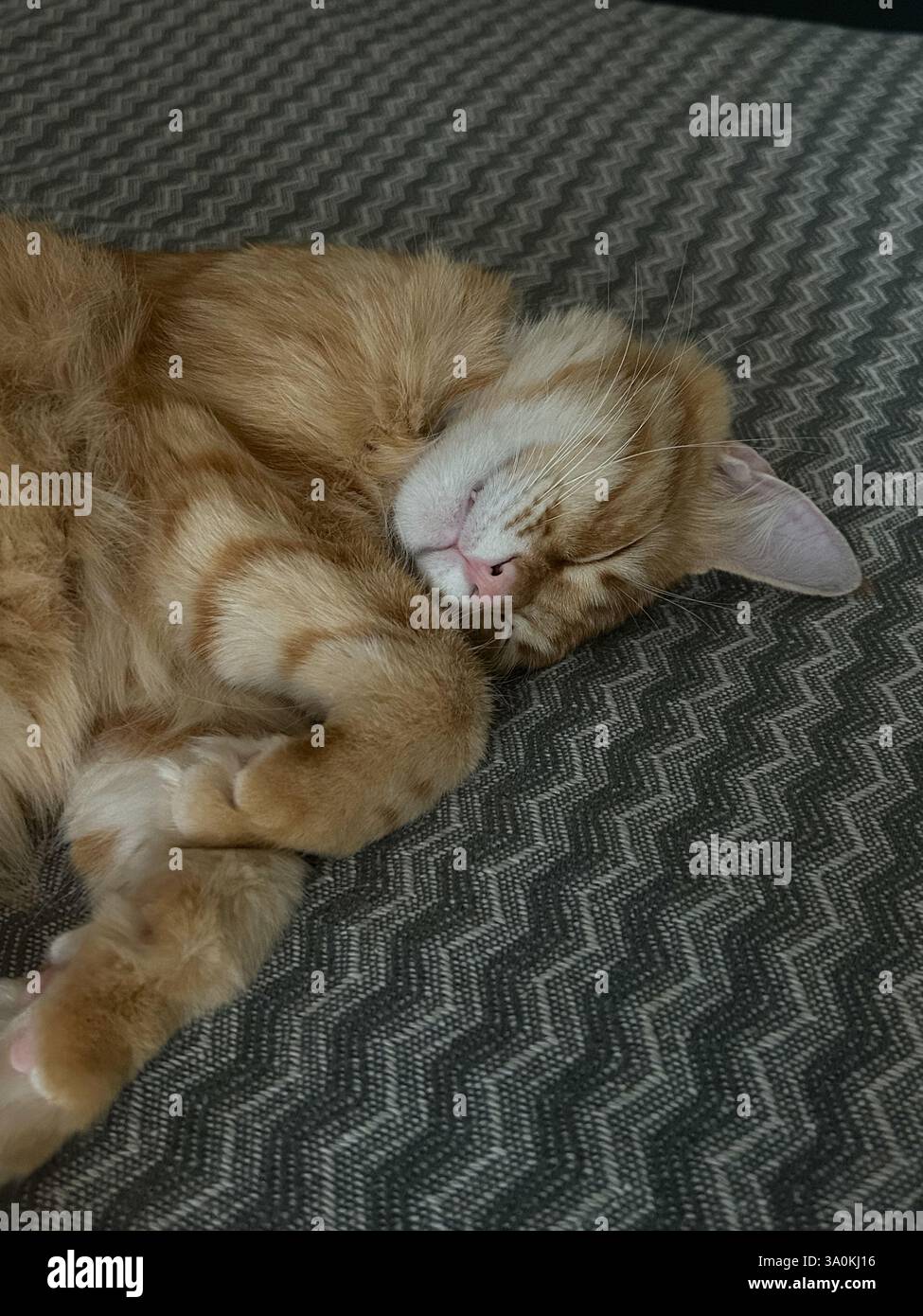 Ginger cat sleeping in bed hi-res stock photography and images - Alamy