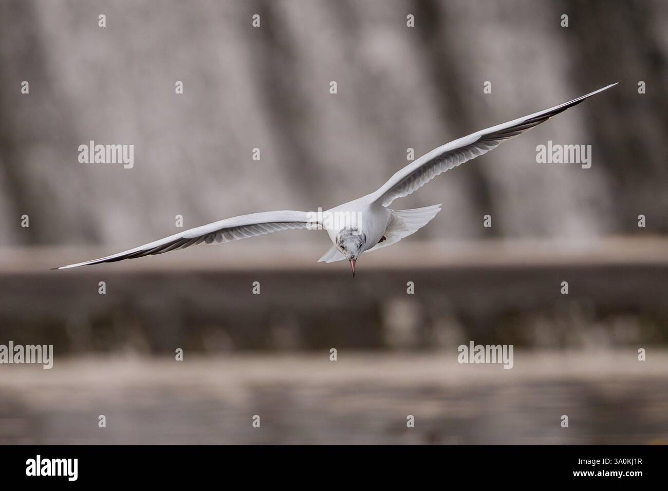 juvenile black headed gull in flight (Ichthyaetus melanocephalus Stock ...