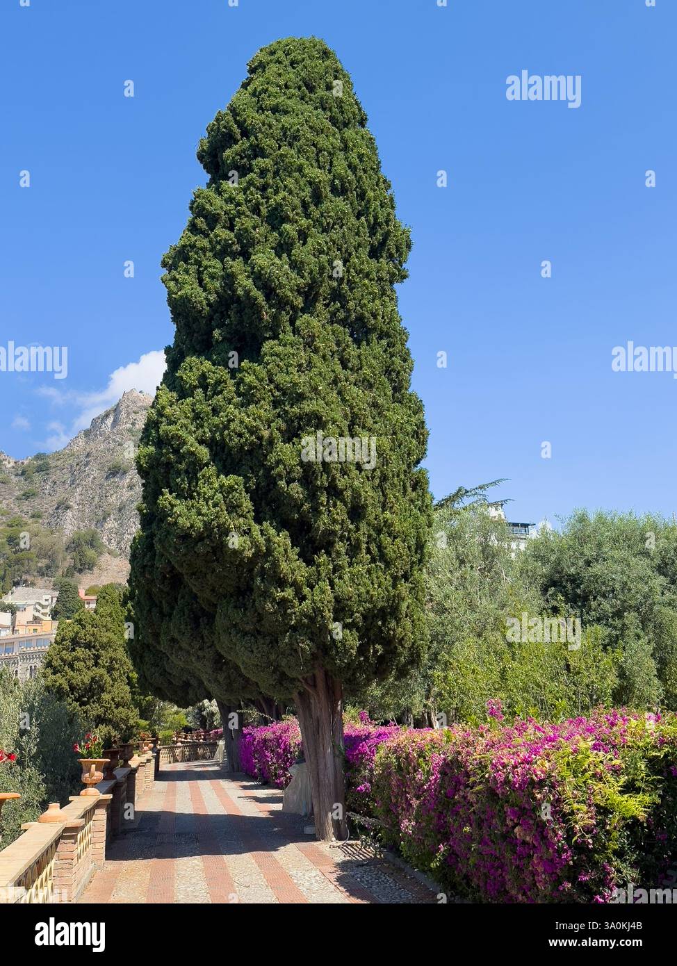 Taormina, Sicily, Italy - July 5, 2024: Tall green foliage trees in ...