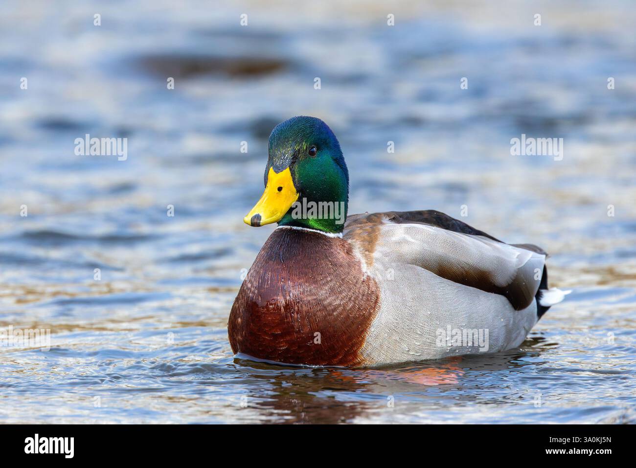 large mallard male on water (Anas platyrhynchos), beautiful wild duck ...
