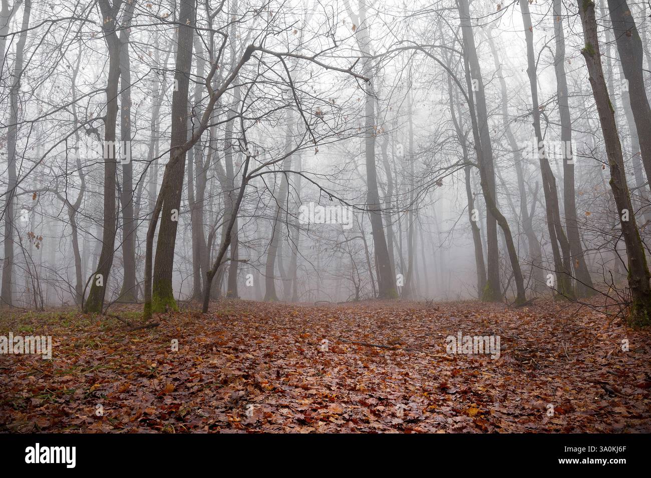 A misty morning deep in the woods, where soft fog blankets towering ...