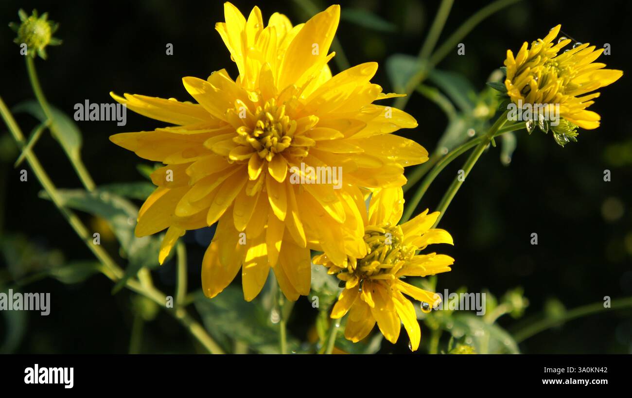 Yellow flowers of Rudbeckia laciniata hortensia or Cutleaf coneflower ...