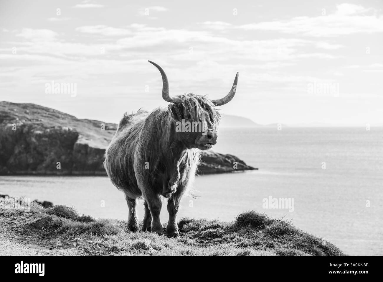 Highland Cow, Isle of Harris, Outer Hebrides, Scotland, UK, Europe ...
