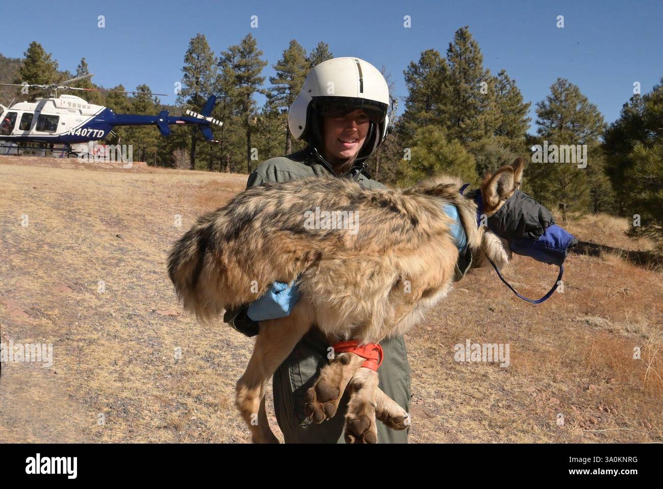 This Jan. 30, 2025, image provided by the Arizona Game and Fish ...