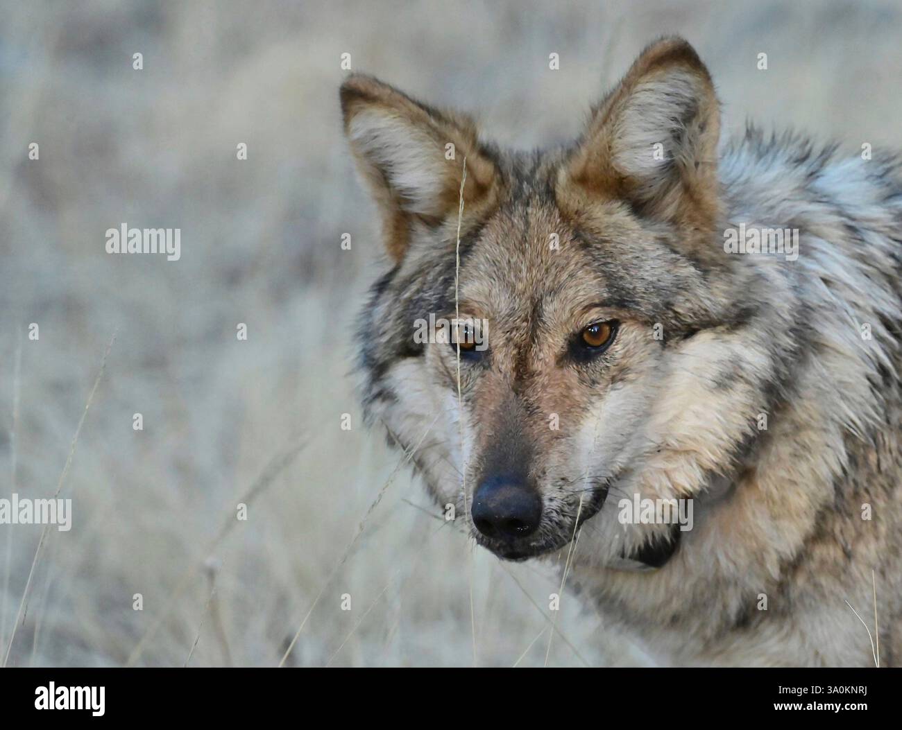 This Jan. 24, 2025, image provided by the Arizona Game and Fish ...